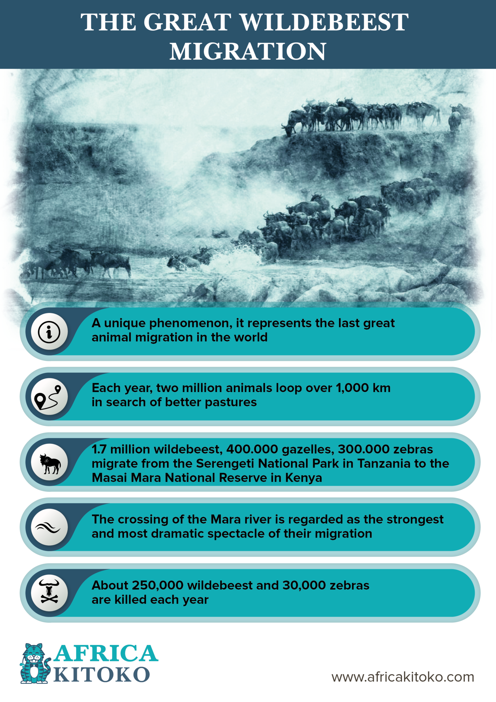 The great wildebeest migration – AFRICA KITOKO